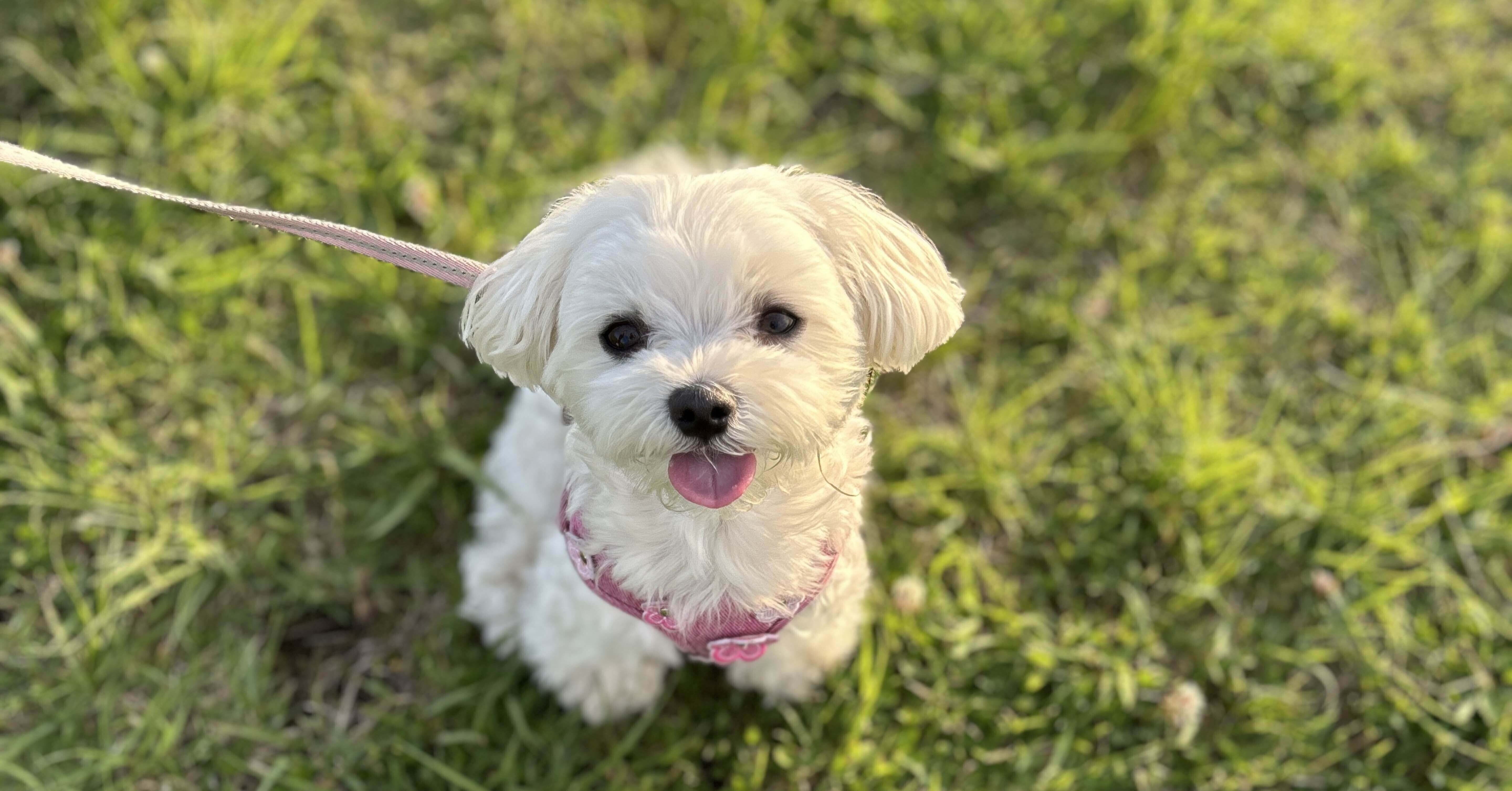 maltese_tiffany｜note