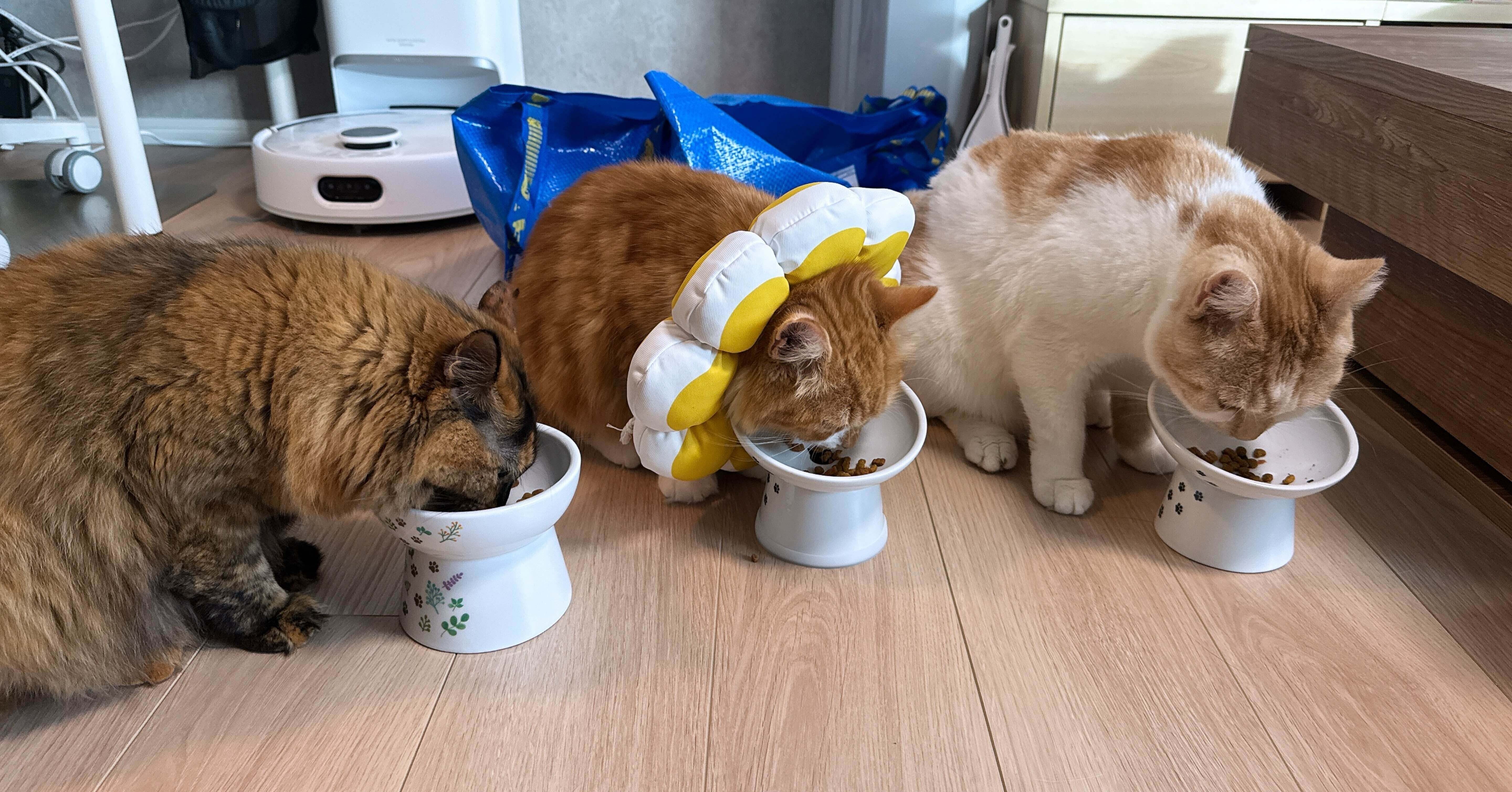 Ayami｜ねこと働く｜note