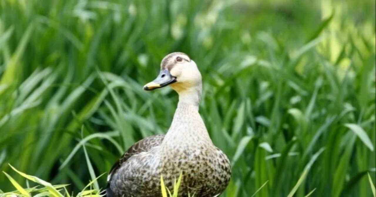 The goose is out!｜Lily A. 弓の島ノート