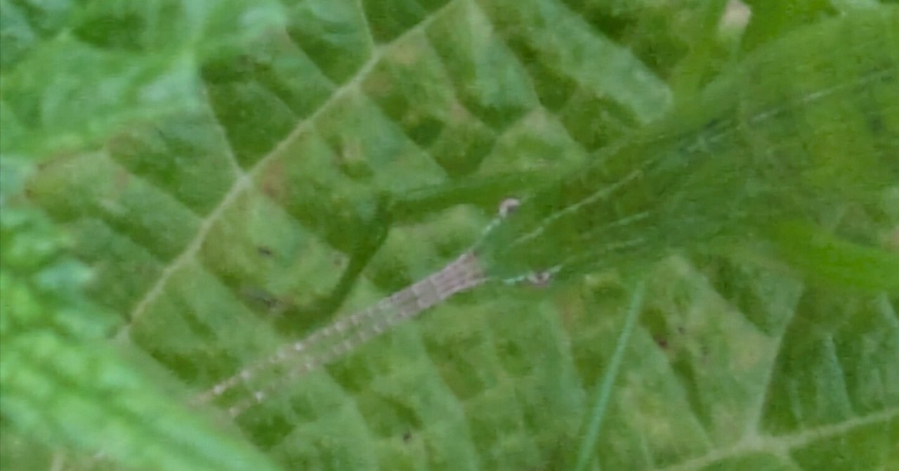 一枚の画像〜見える？｜ichiro70