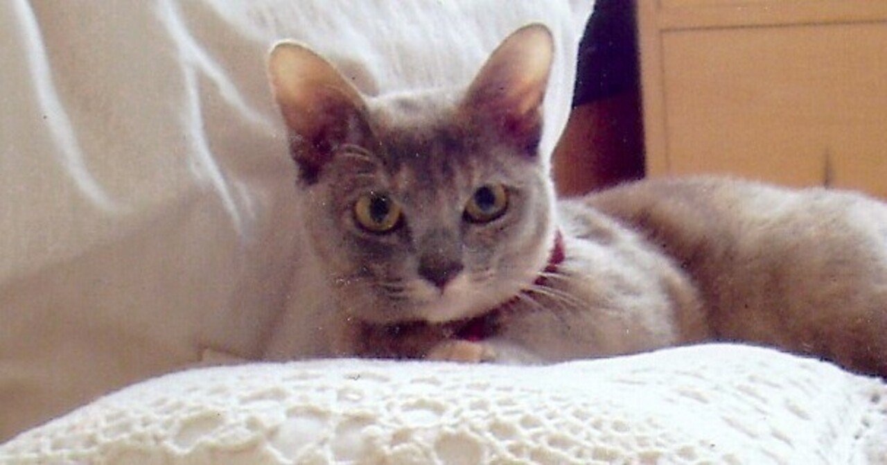 猫じゃらしズム トランプとオバマオバマ｜仁吾巴 妍 niaha ken