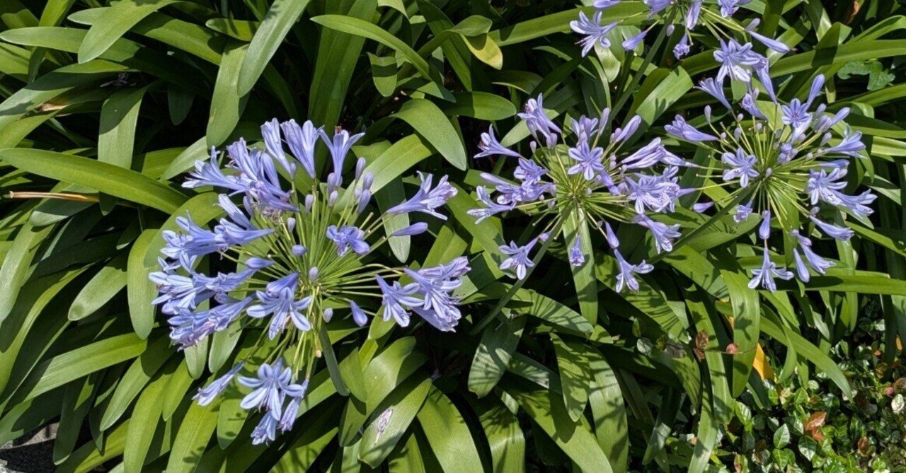 月報🌿2025Julyの記録｜コル