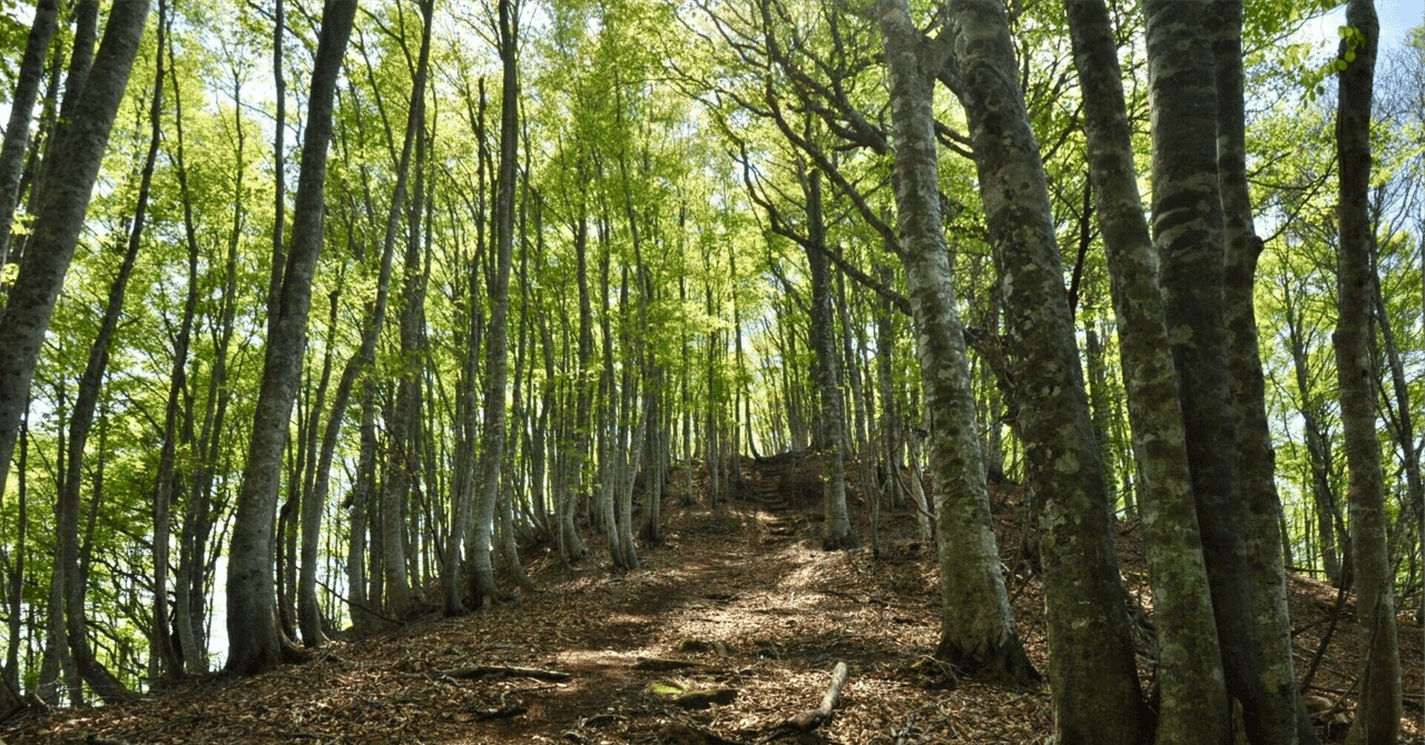 hello there asd/adhd/hsp/vegan point of my view points｜翡翠sui