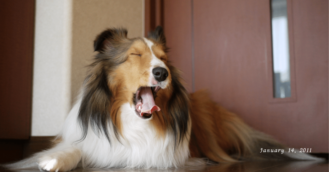 🐶 クーの舌がちょこっと出てるのは…？｜Qoo’s Smile