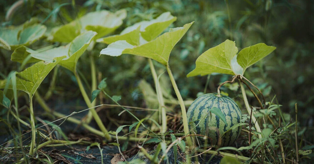 熱中症に良い漢方薬は？｜jfmn〜東洋医学を極めたい薬学生〜（フォロバ100%）