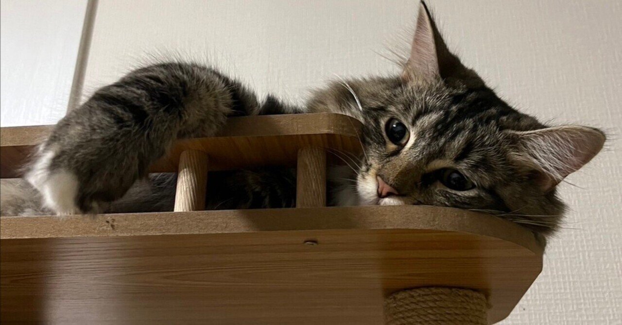 五大文芸誌新人賞を取りに行こうじゃないか｜今尾杏(Imao Kyo)@文章で生きたい