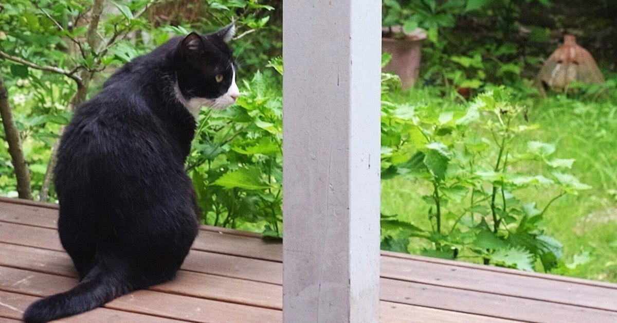 「猫百態」 八月だとよっ！｜Rabi Sato