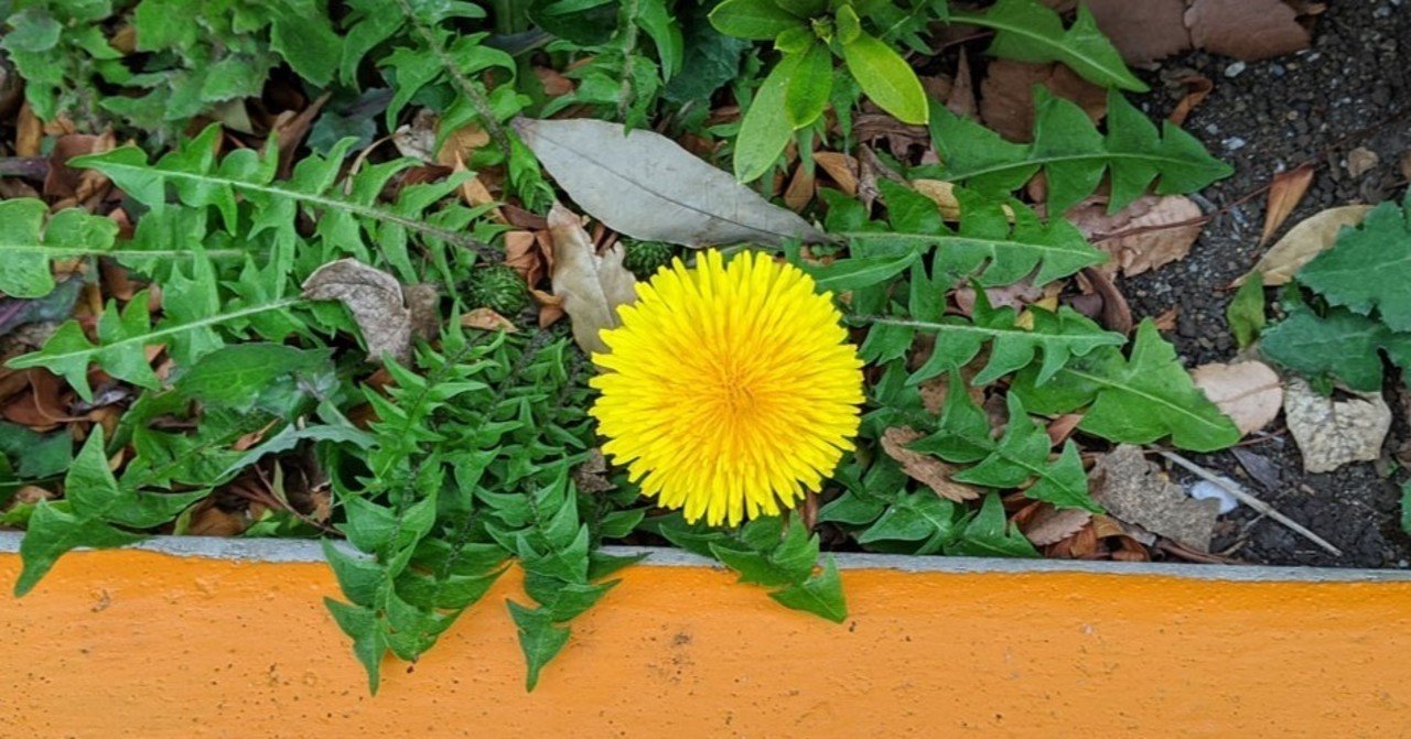 子宮筋腫体験記録5（自宅療養、手術後診察）｜kyokota（きょこた）｜note