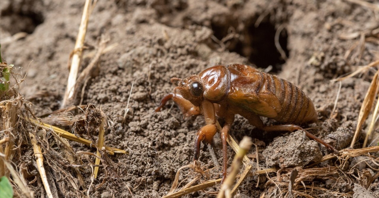 セミはどうして何年も地中にいるのか？｜渡辺仁史 / WATANABE, Hitoshi