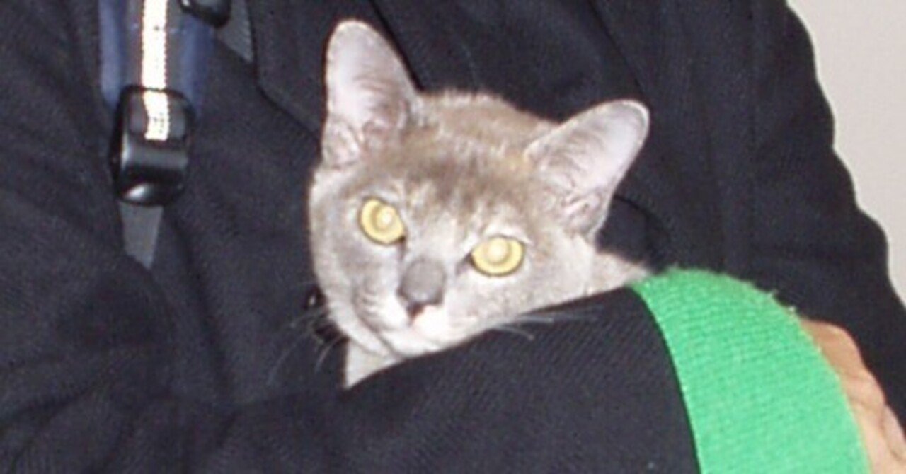 猫じゃらしズム イギリスの裏切り｜仁吾巴 妍 niaha ken