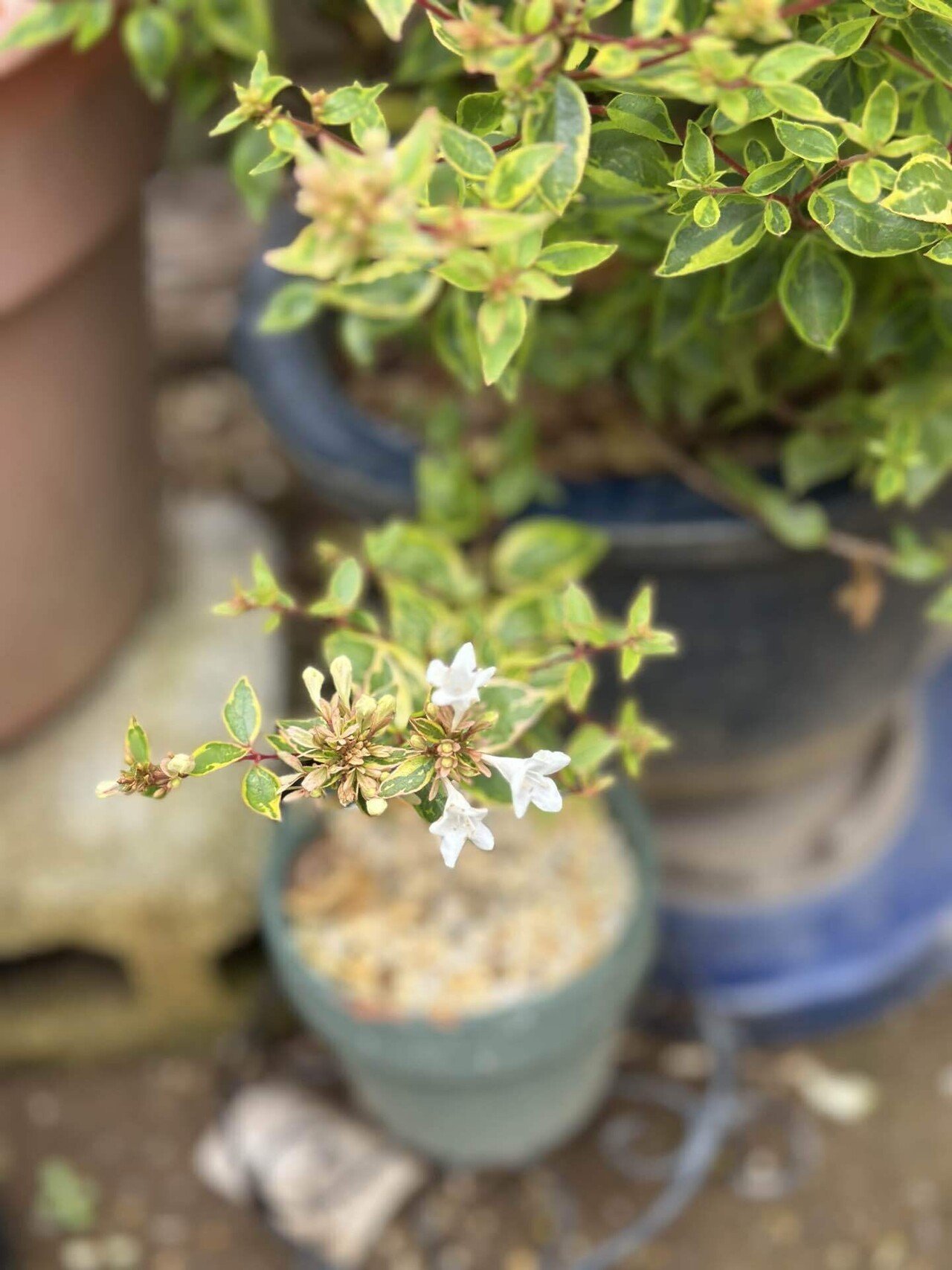 ギンバイカ！咲く｜kenji comp