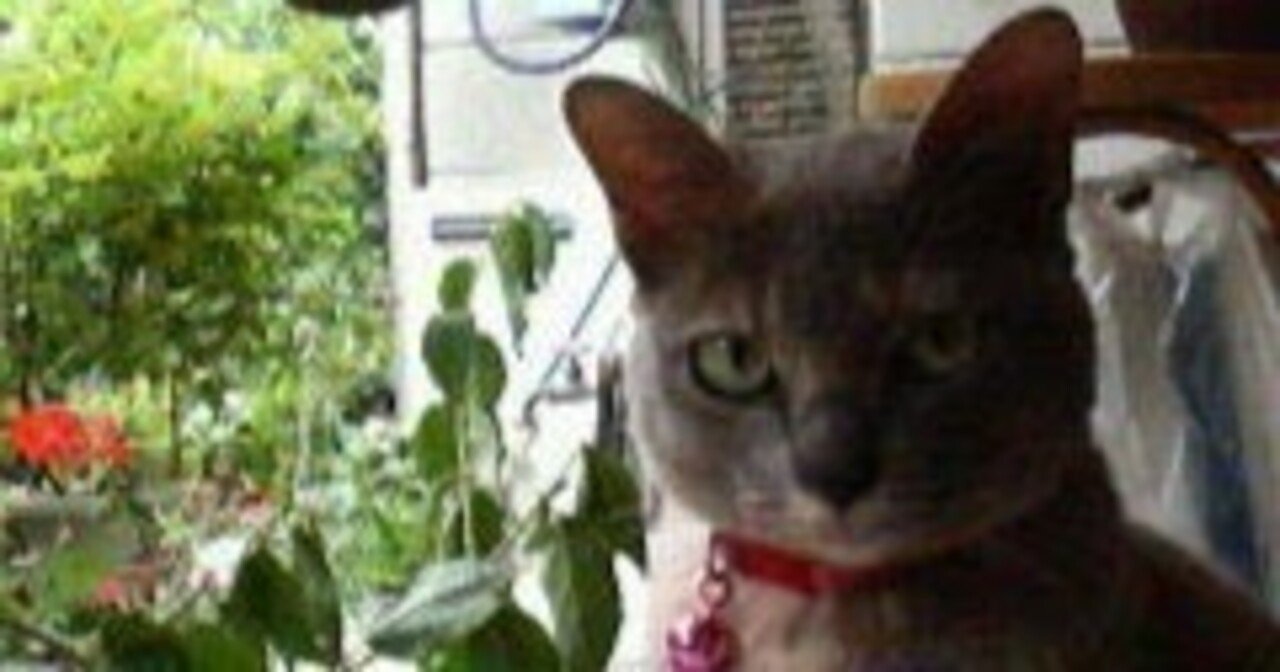 猫じゃらしズム カナダ、おまえもか｜仁吾巴 妍 niaha ken