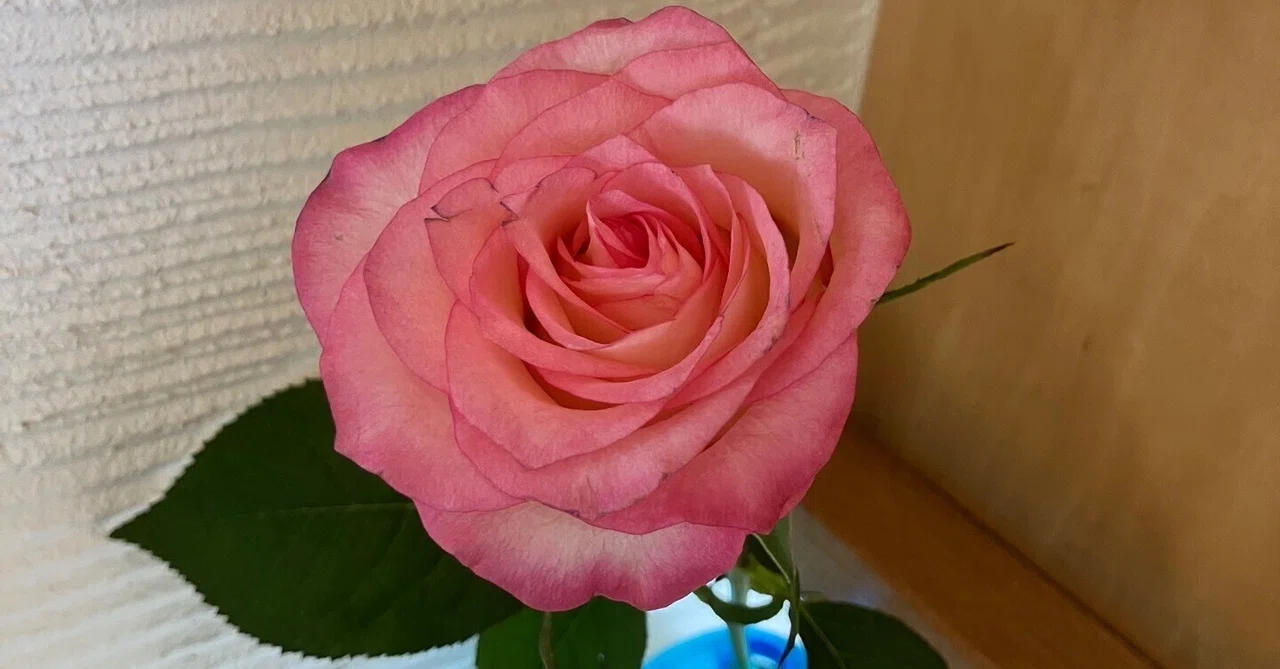 お仕事のことでね。｜susan_sts