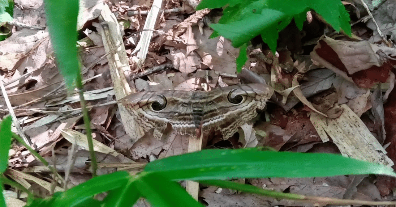 落ち葉の上に・・・ヘビの顔？！｜からむし堂