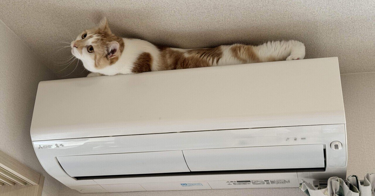 涼しさは、猫のしあわせ優先で｜Ayami｜ねこと働く