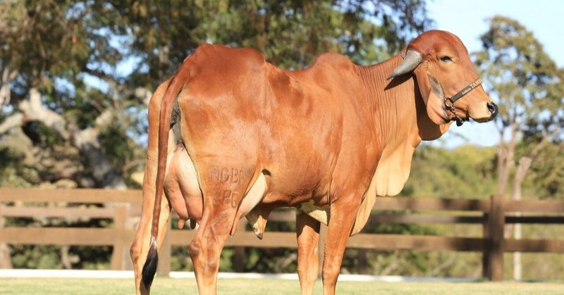 Raça de Vaca Gir｜Tamburil｜note