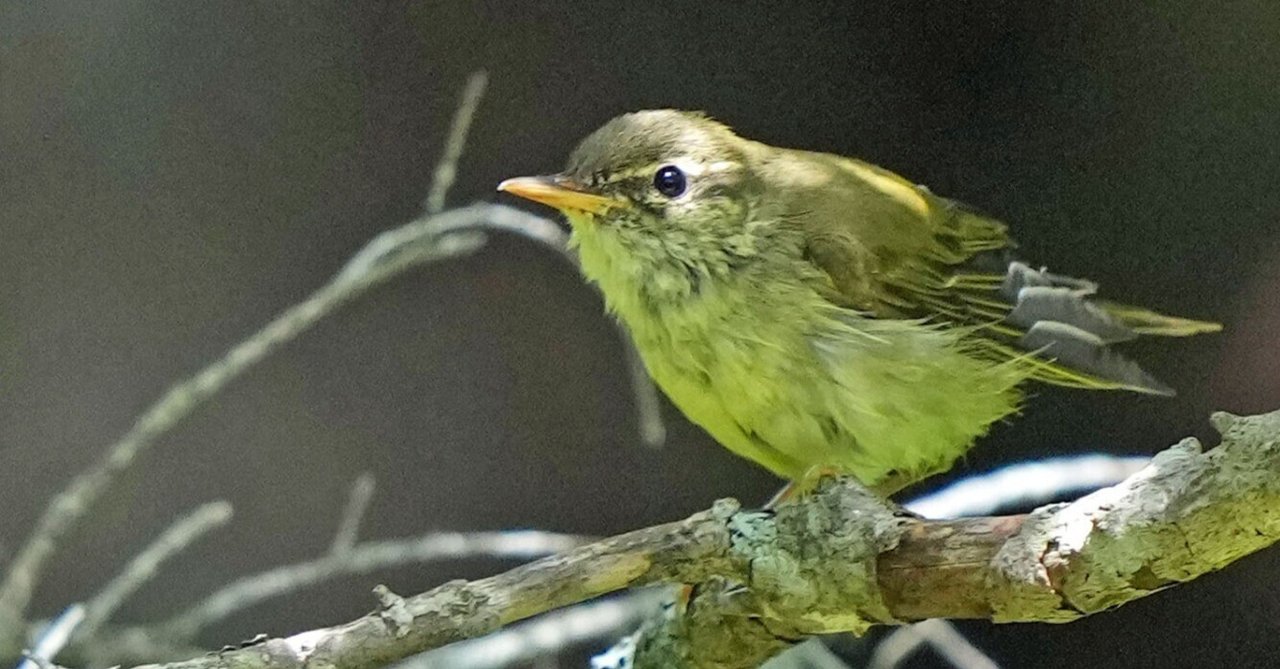 【野鳥】8月2日 探鳥 富士山奥庭 2025-9｜Chacoder