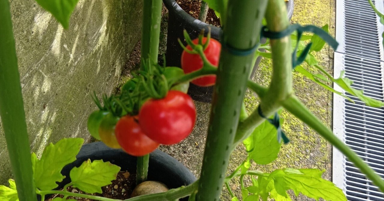 miyukitty日記2025NO25｜miyukitty