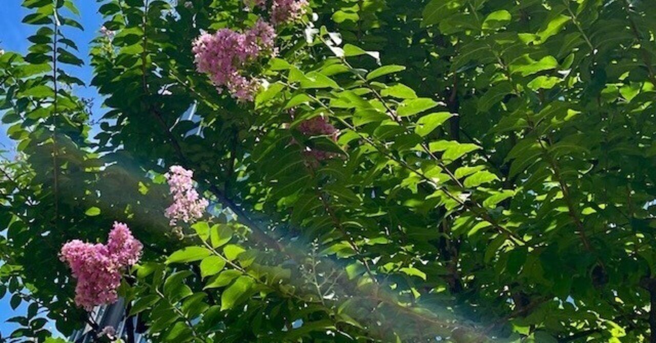 8/8ライオンズゲート・フルオープンに向け｜atelier☆lucere