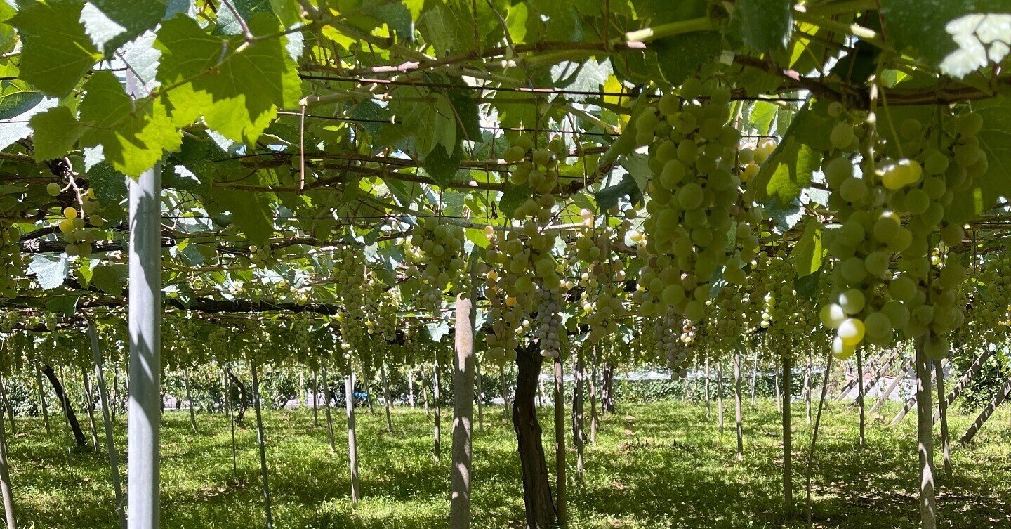 Yusuke Togashi｜note