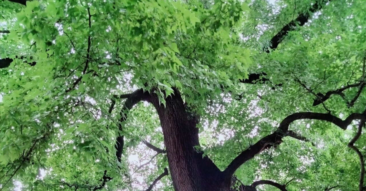 I am 説｜Nami with Bashar