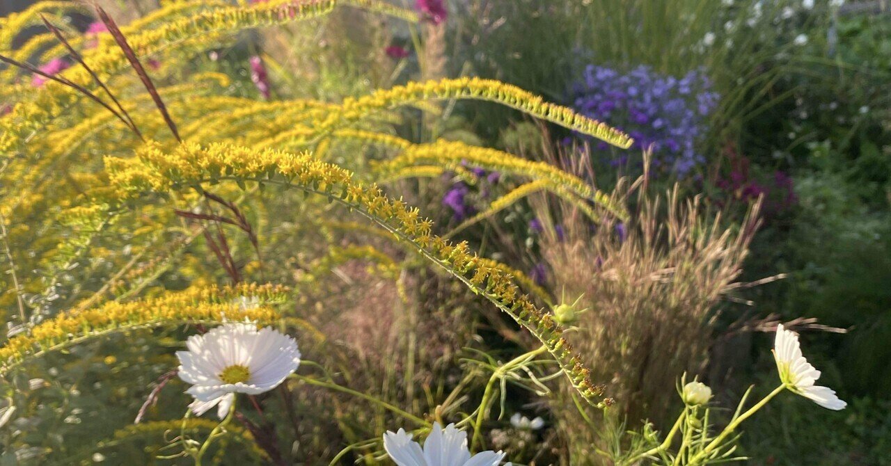 秋庭って地味？Podcastで話したこと、noteではもっと深くお届け予定です｜あおねこガーデン