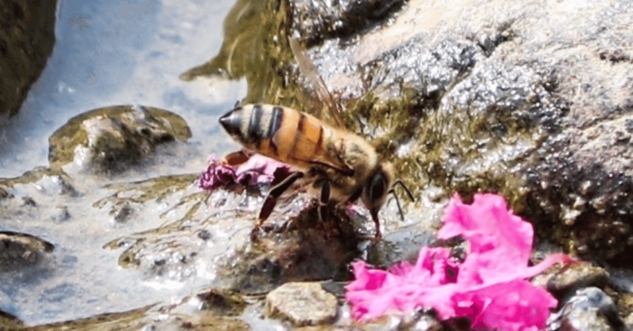 蜂の巣駆除といえば、まる株式会社｜加藤隆太（kato ryuta）