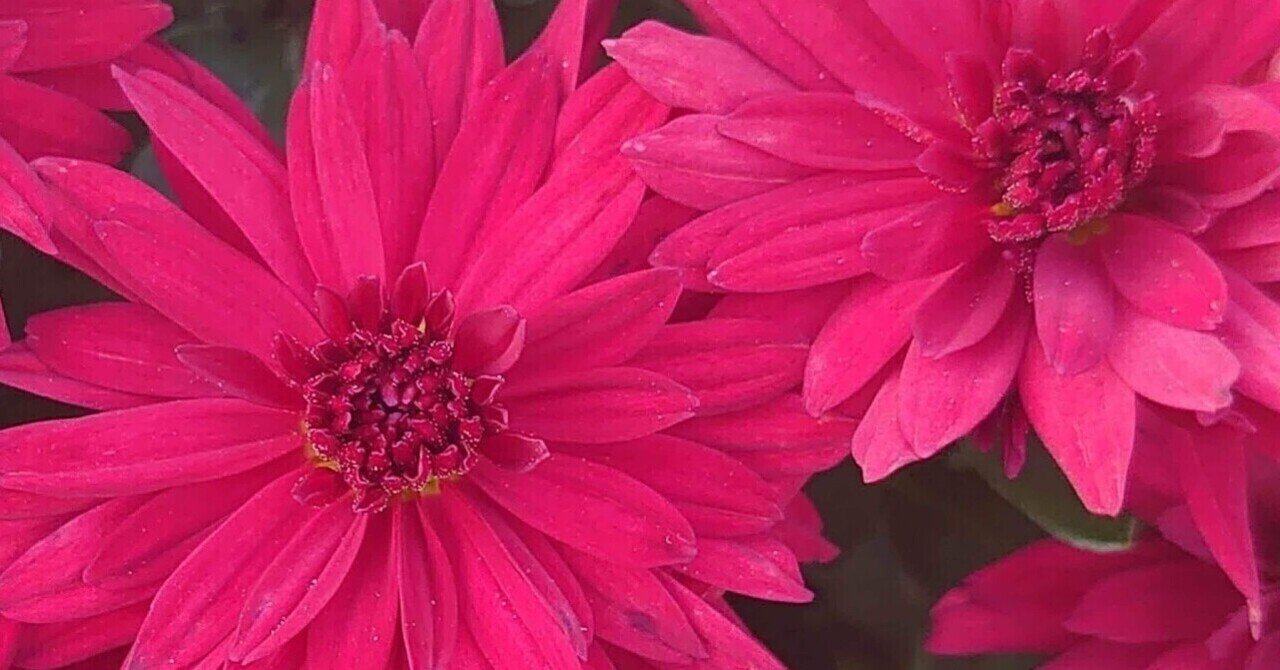 【詩】女誑し｜iruka