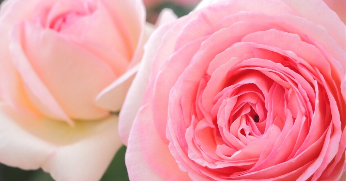 夢じゃない、ひとりじゃない🌸🌸｜Sunao🪷自分爆開花の魔法 ︎*。