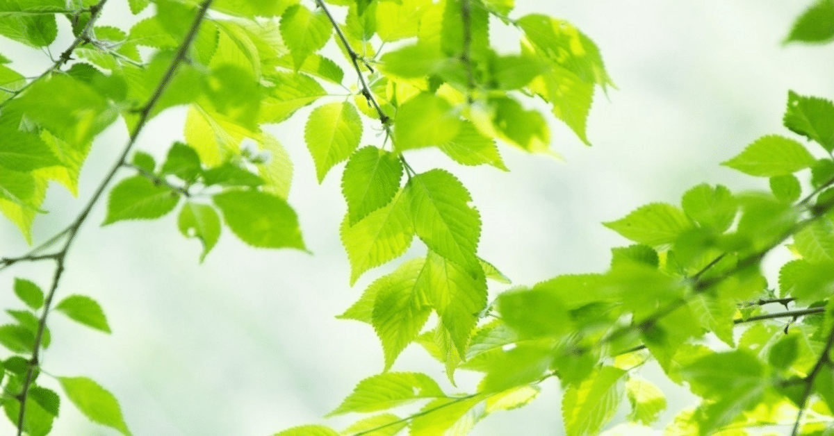 人生の波に乗るタイミング、知っていますか？｜Masami | M.Tree 人生デザイン手相コーチ ＜手相・動心学xノート術xコーチング＞