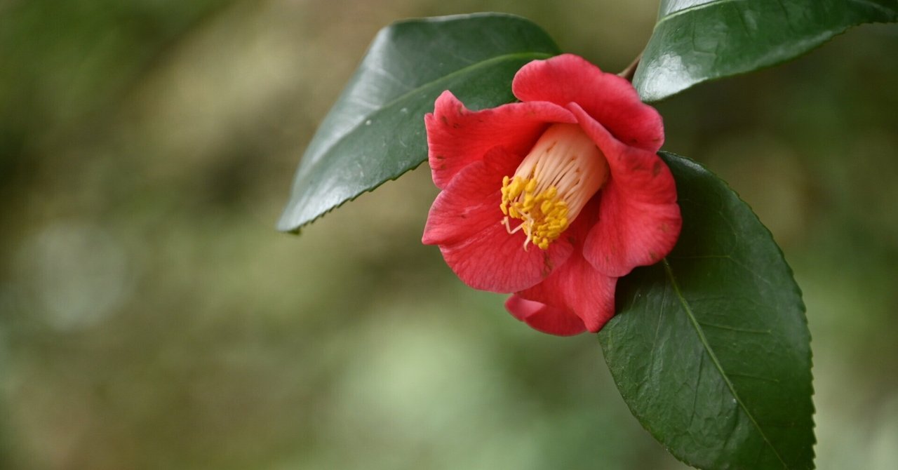 初対面で名前を名乗らない相手に初めて会った｜pirokoとフィア子のにっぽん道中記