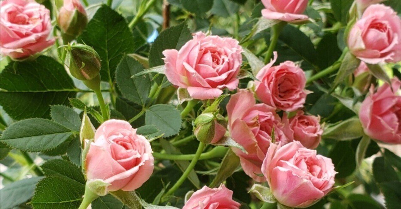 私の原動力σ💓ミュージカルとの出会い｜charmy_green