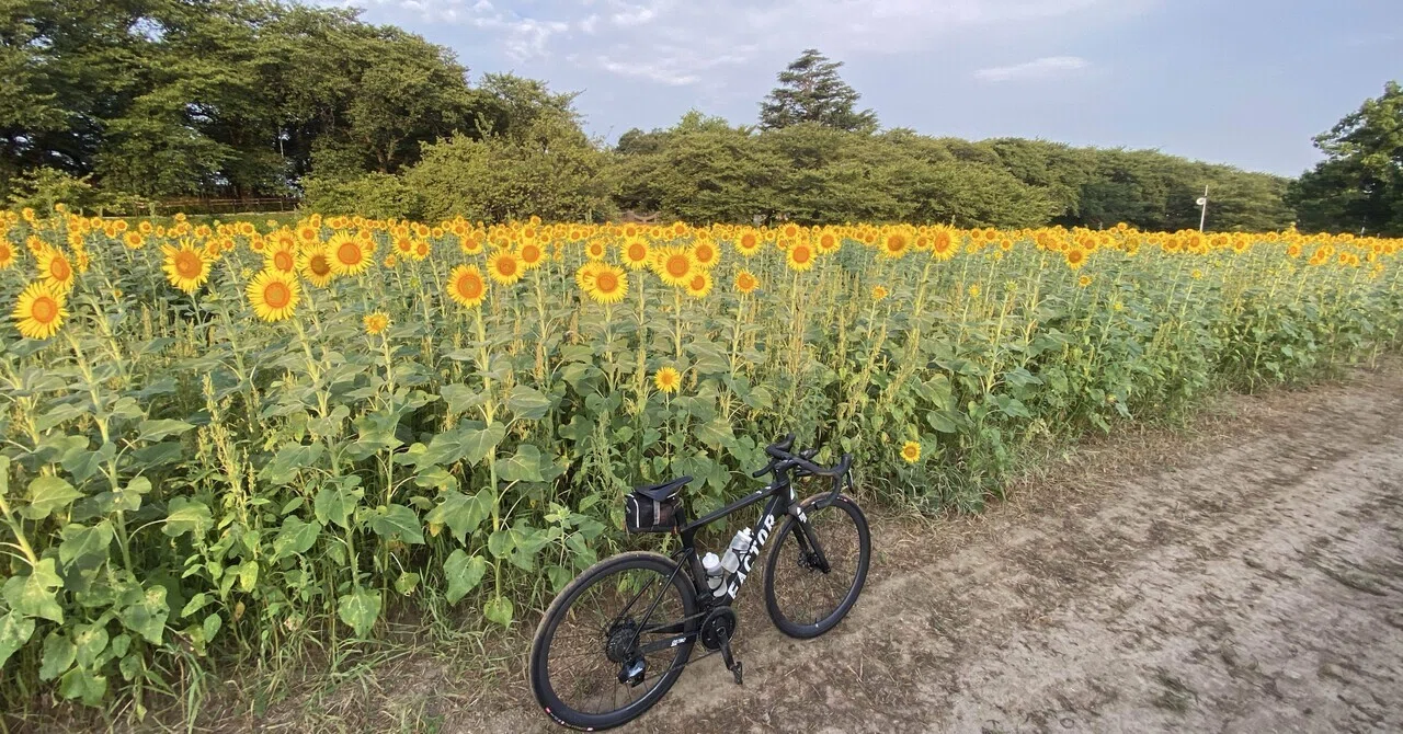権現堂ひまわりサイクリング89km｜西川正治