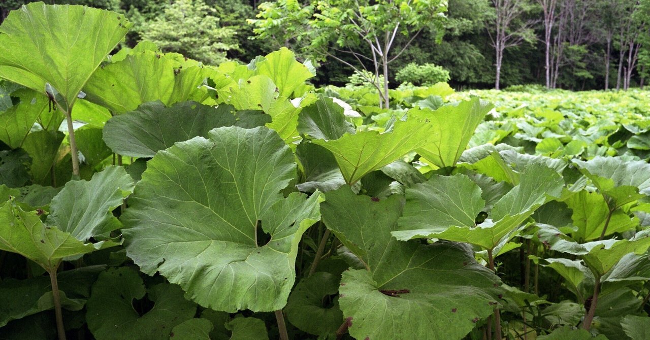 25年6月 オンネトー～釧路へ ニコンSP｜robert_oku