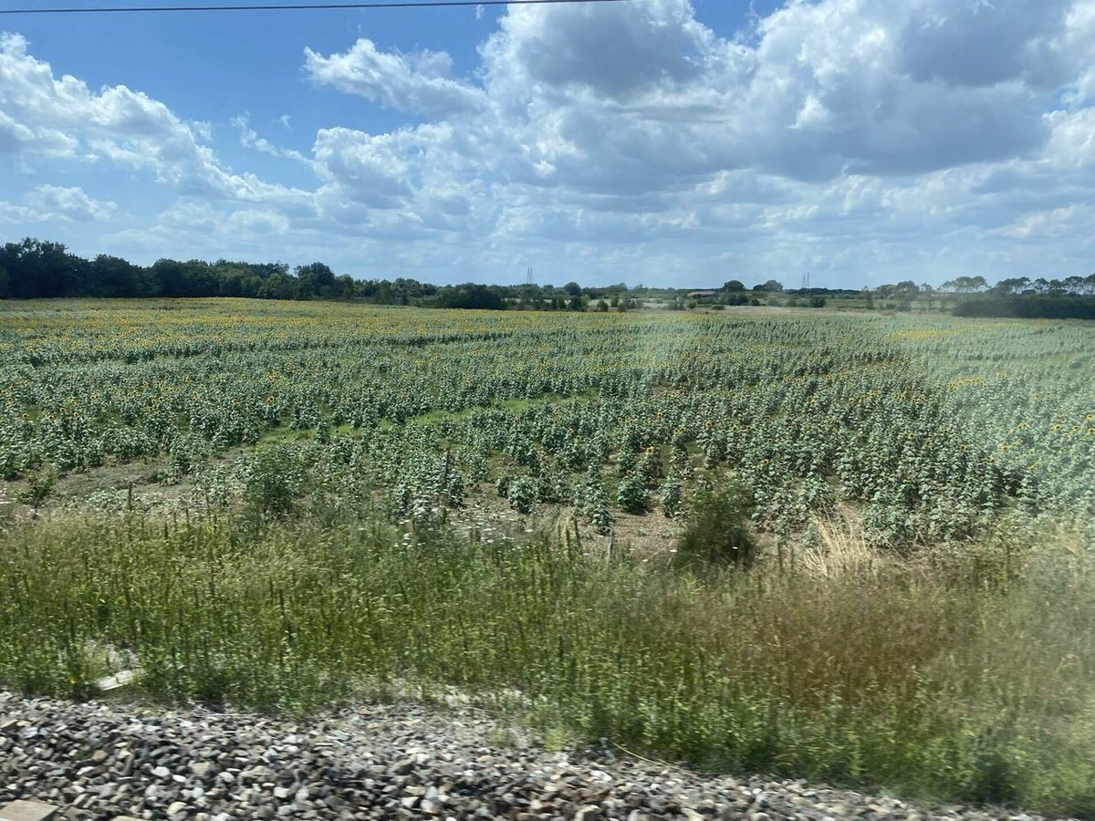 La Festa di mietitura 麦の収穫祭り・Tularù ｜城 拓 / Hiroshi Jo