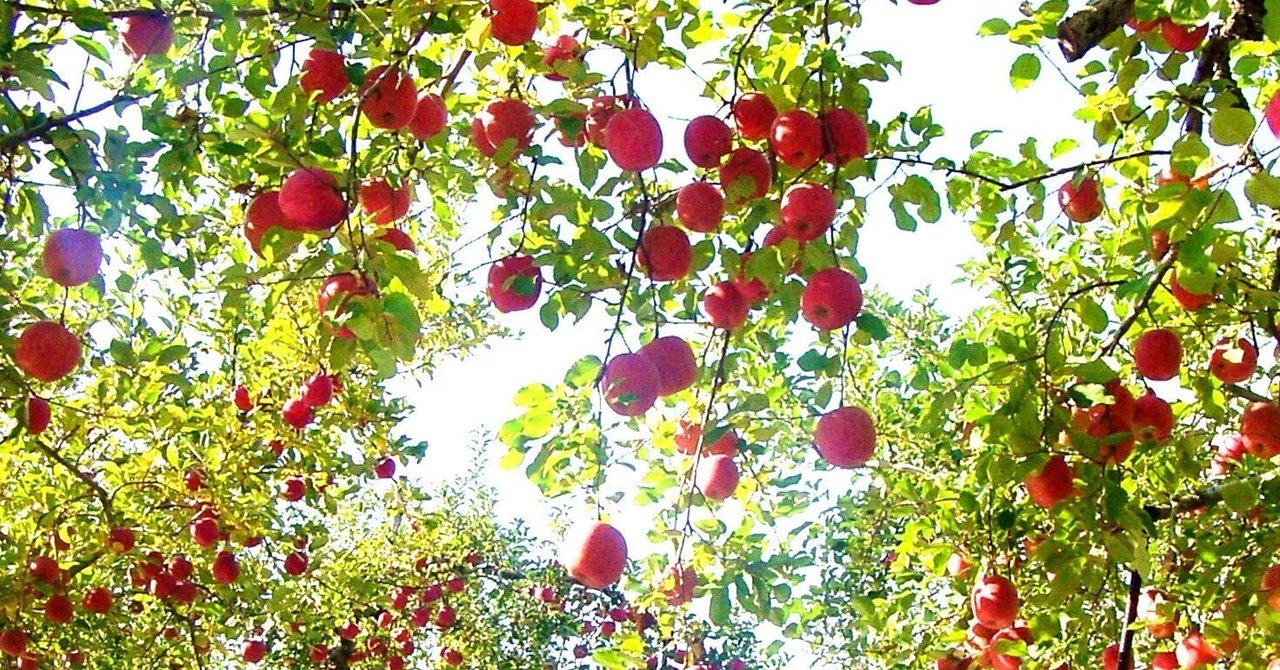 プレアデスの滋養｜「こだまなくらし」目覚めの鍵・光の贈り物