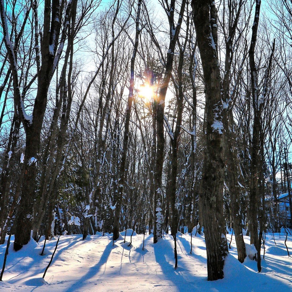 Canon EOS 8000D (2015年~)|シュワイPのブログ Canon EOS 8000D (2015年~)|シュワイPのブログ