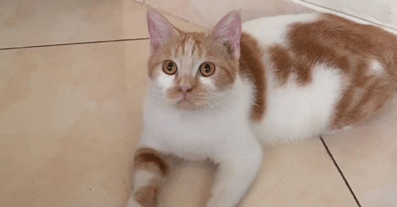 8/4(月)～8/8(金)までの勉強日記を投稿します。㉜2025年｜MAKO Vlog 勉強日記