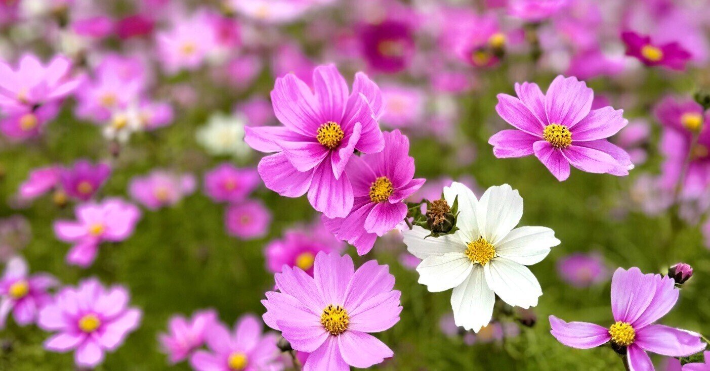 あなたの生きる意味を美しく輝くことで導く美道家Licca ｜note