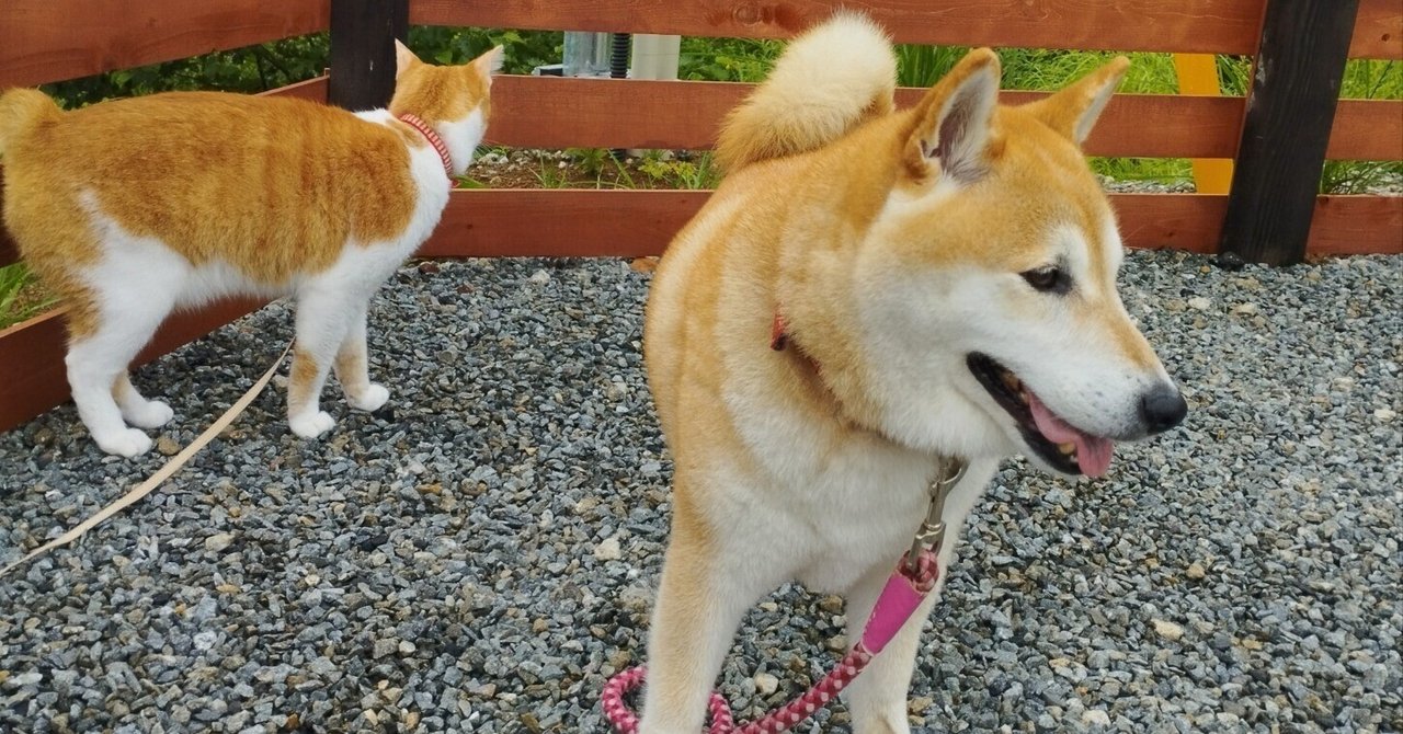 猫もアウトドアするよ😸｜ichi_coco