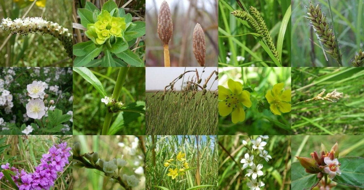 生物多様性ー理解を深めるためのちょっとした提案｜Jun Nishihiro / 西廣 淳