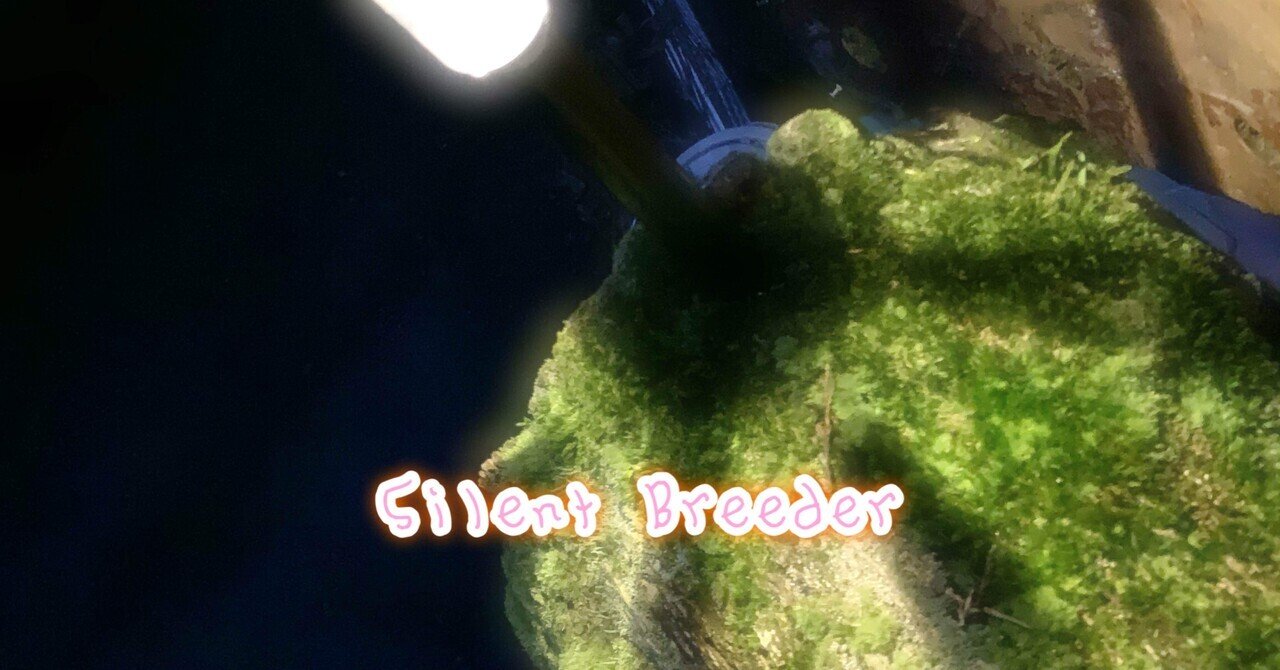 感情との付き合い方｜Silent Breeder