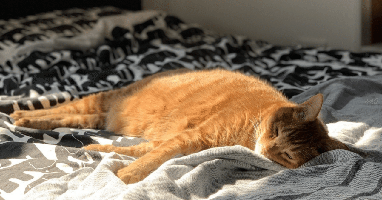 特技寝ること(コツはない)#書く習慣1ヶ月チャレンジDay12｜ひつじ