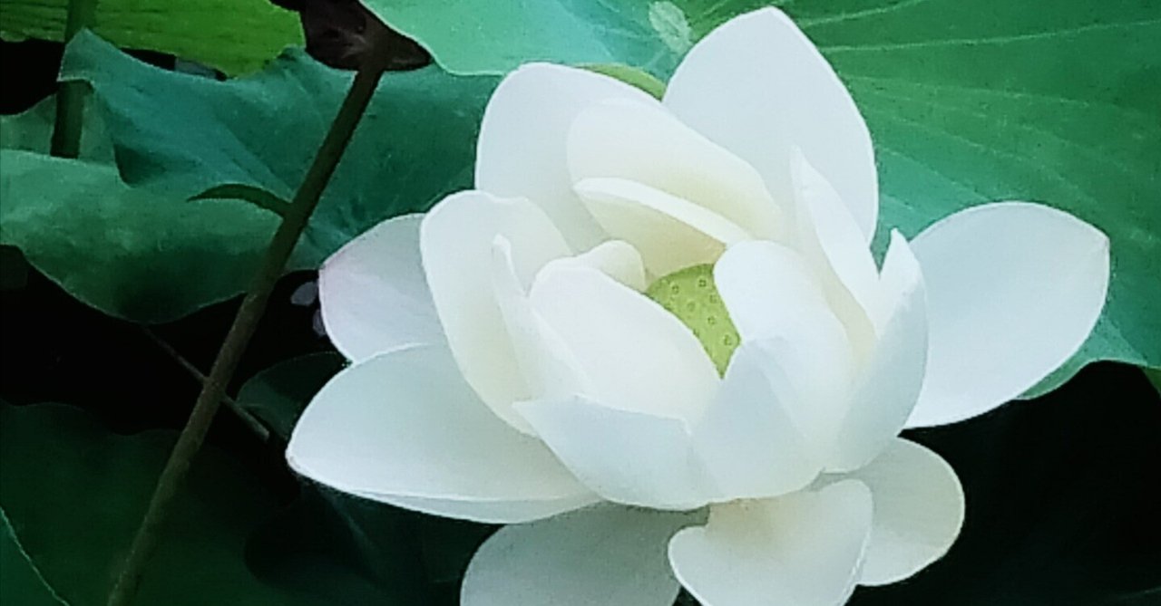 無条件の愛 説｜Nami with Bashar