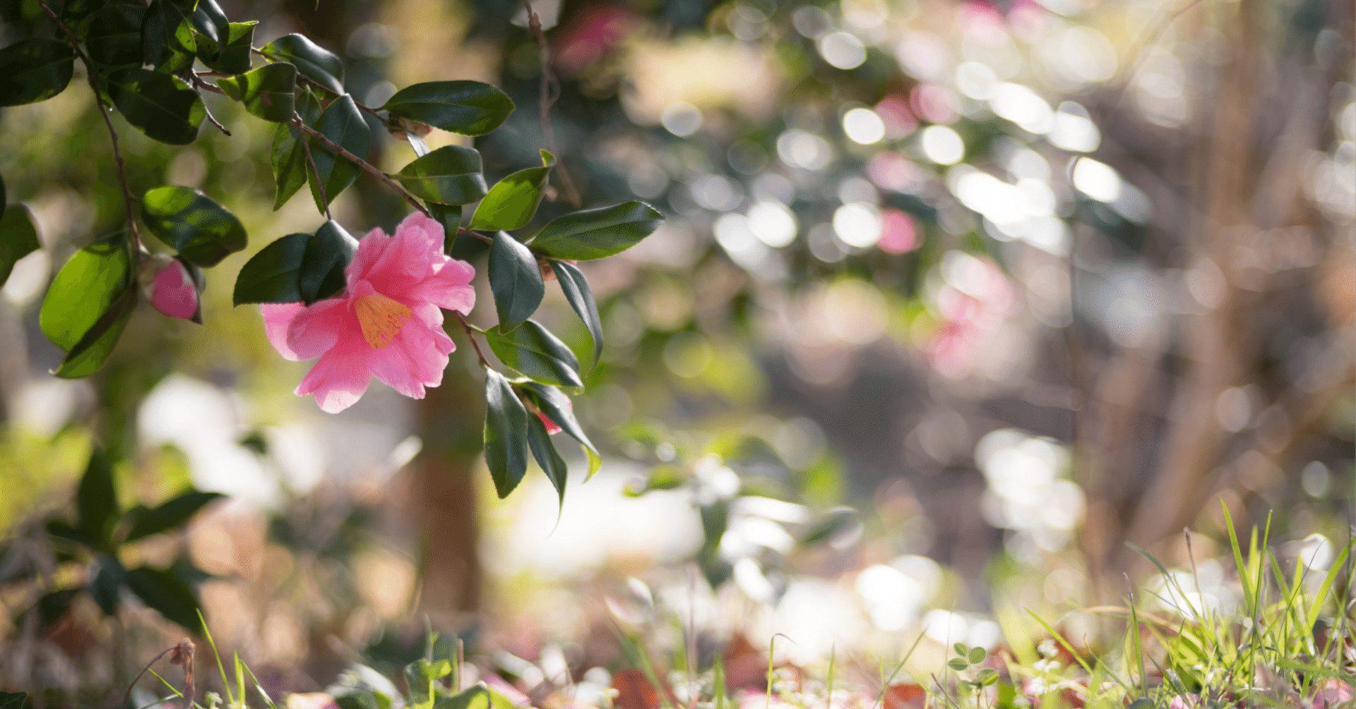 Ryoko Tomura（戸村涼子）｜note