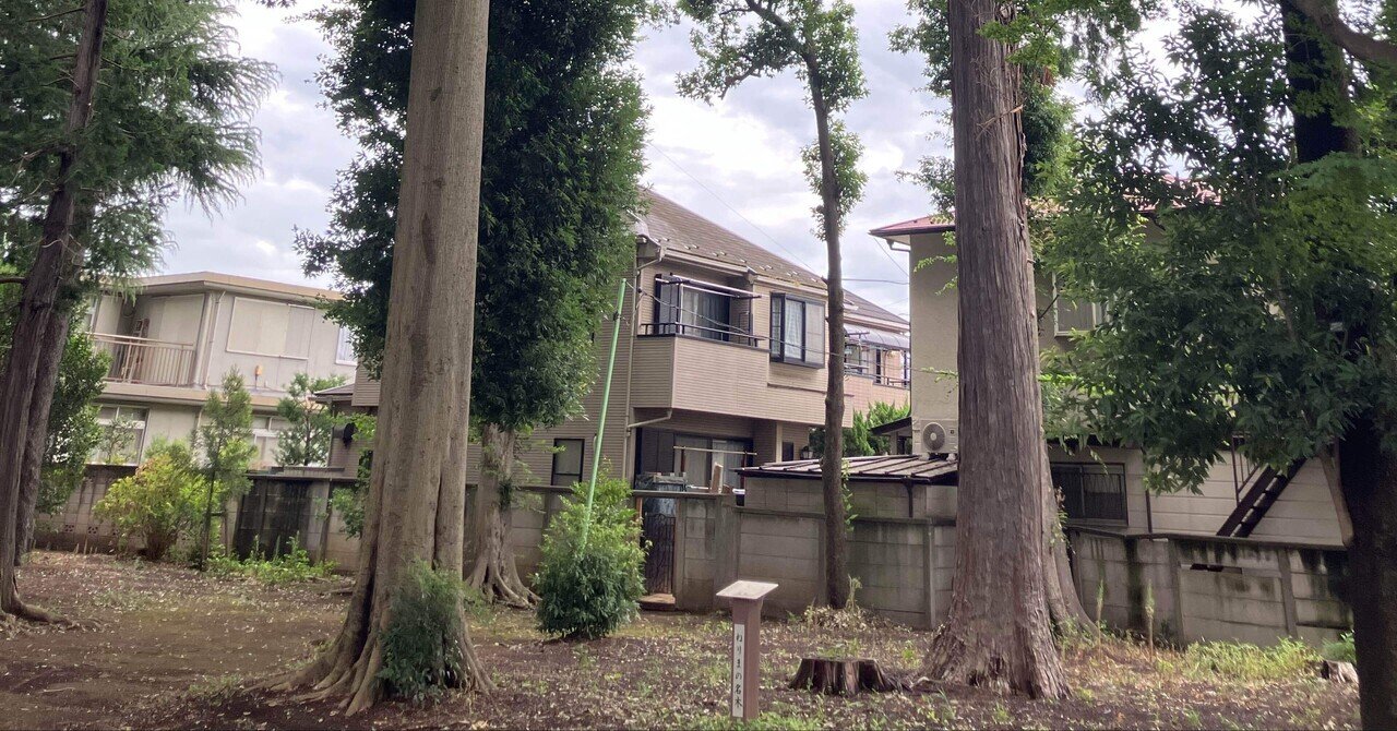 練馬の風景〜諏訪神社の檜 Scenery of Nerima〜 Japanese cypress in Suwa Shrine｜Chubby in Nerima