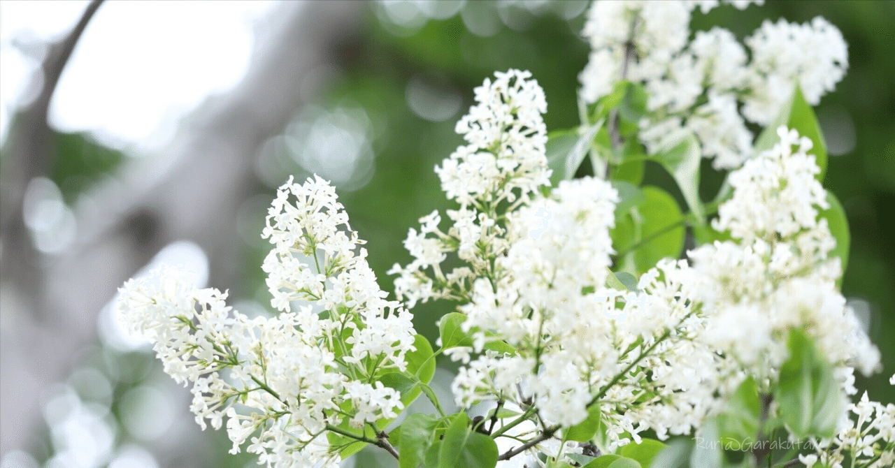 連続小説【対決・前篇】｜T.Koji