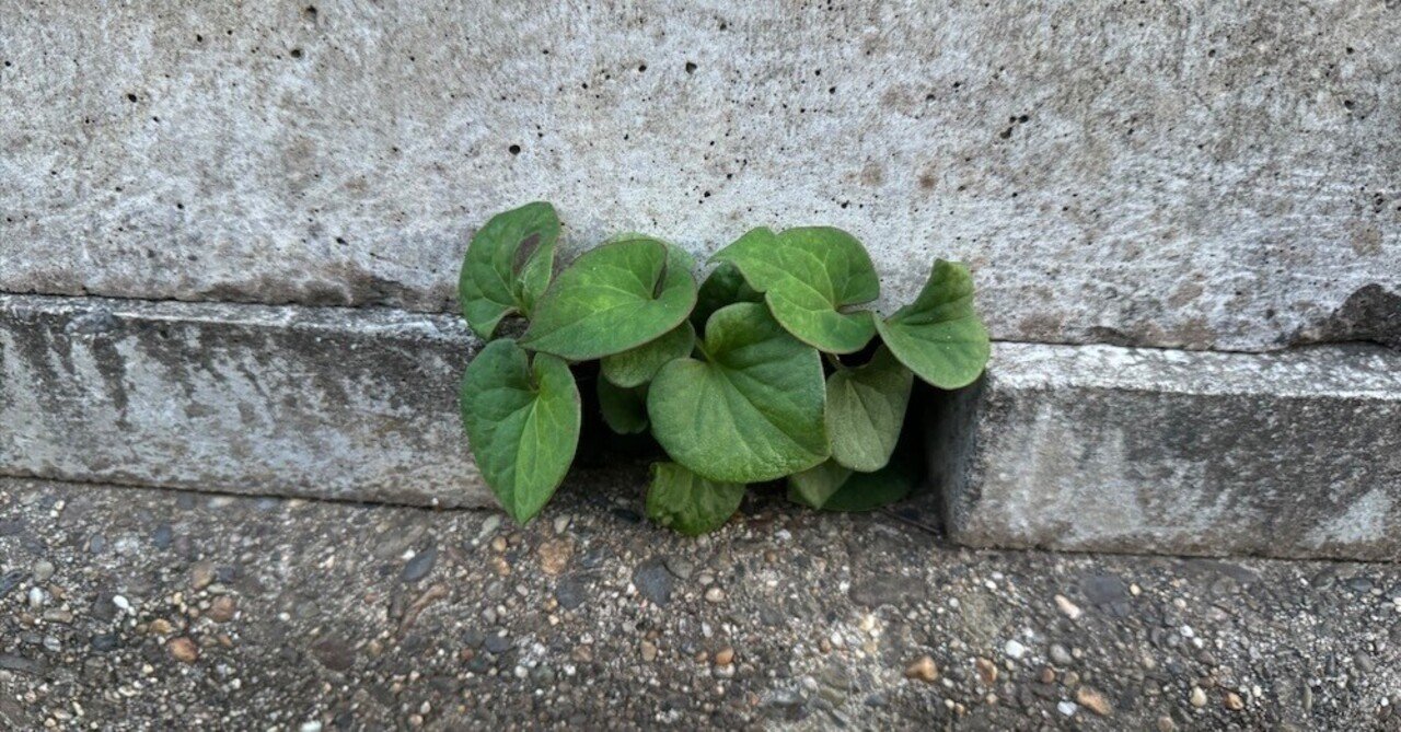 2025年-8月40℃なAugust・・・植物模様：ドクダミ｜happea-nyanko