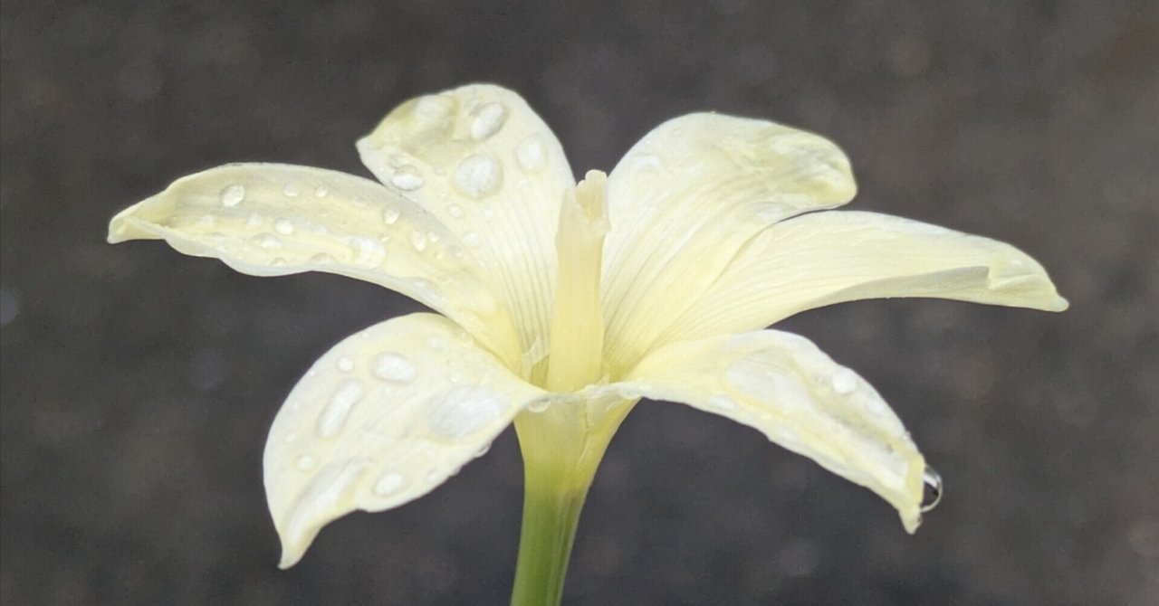 第4巻歌番号590番 歌/作者 笠郎女(笠女郎)｜ichiro70