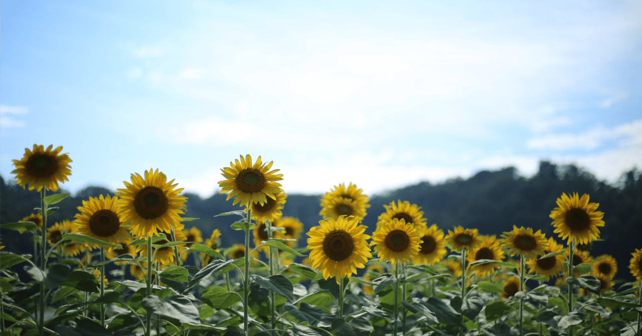 夏休みの記録2025…8/11｜rinrin